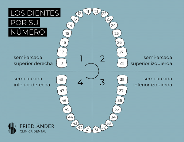Nombre de los dientes, número y función: Clínica Friedländer