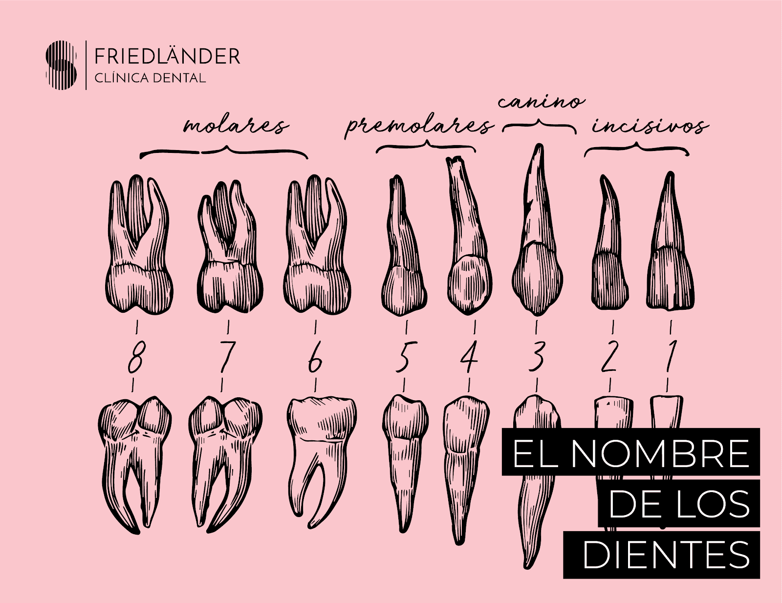 Dientes Conoce Los Nombres Y Tipos De Piezas Dentales NBROL Dientes Conoce Los Nombres Y Tipos De Piezas Dentales NBROL